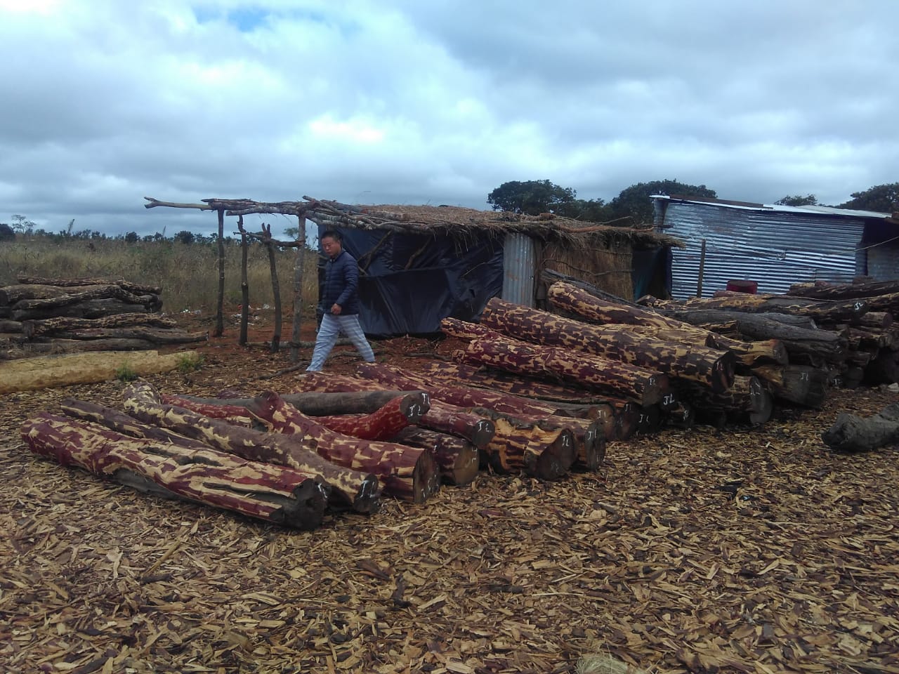 Illegal logging could wipe out Nkula trees in Mozambique ‘within months ...